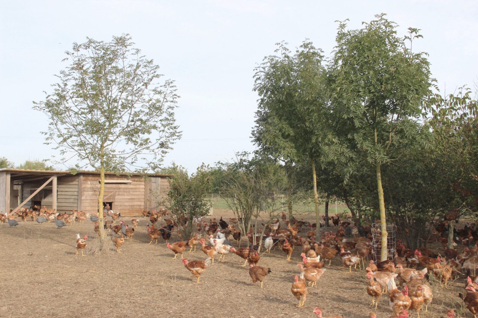 Parcours volailles - Agroforesterie Association Française