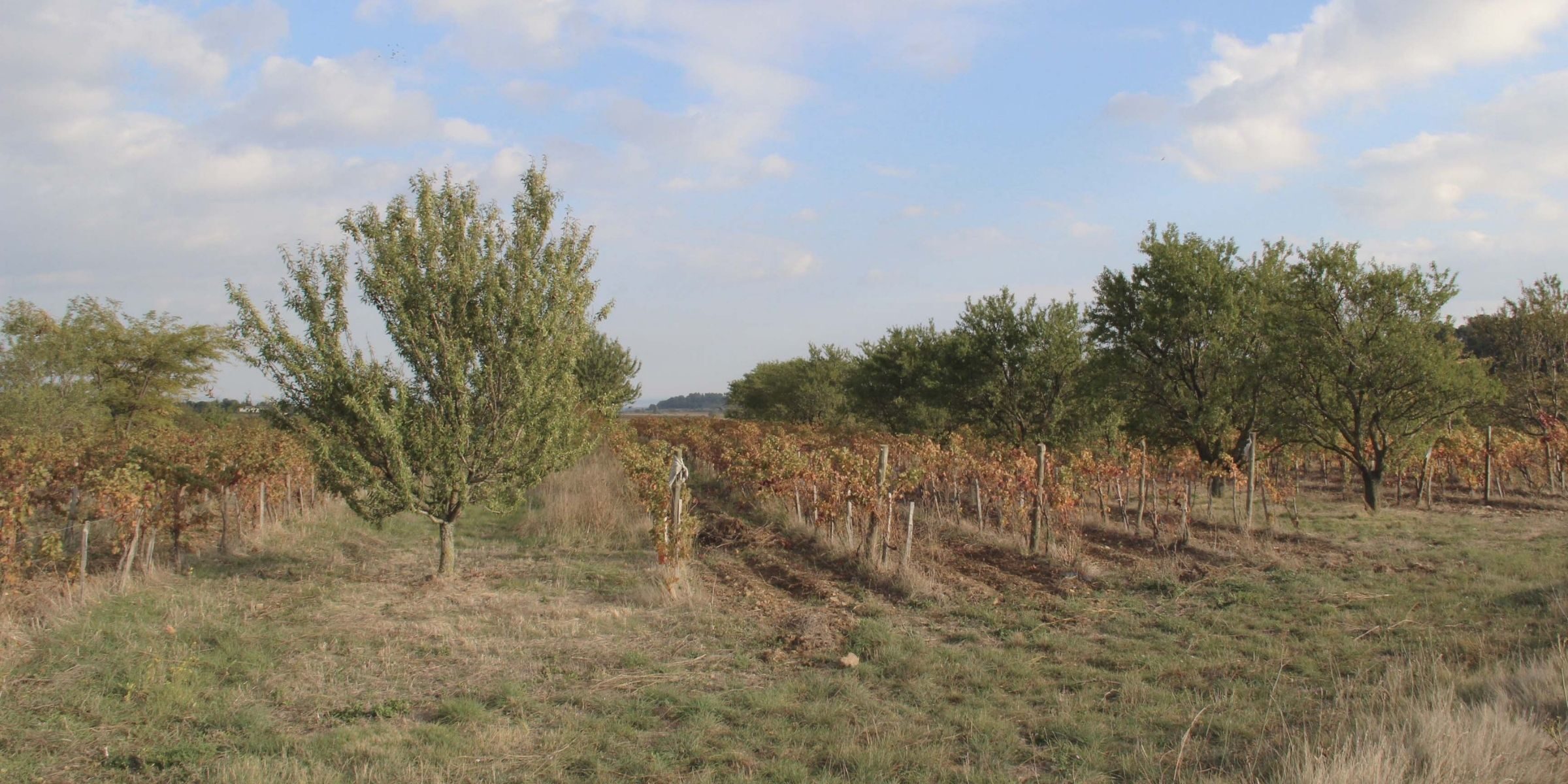 Agroforesterie et vigne - Agroforesterie Association Française
