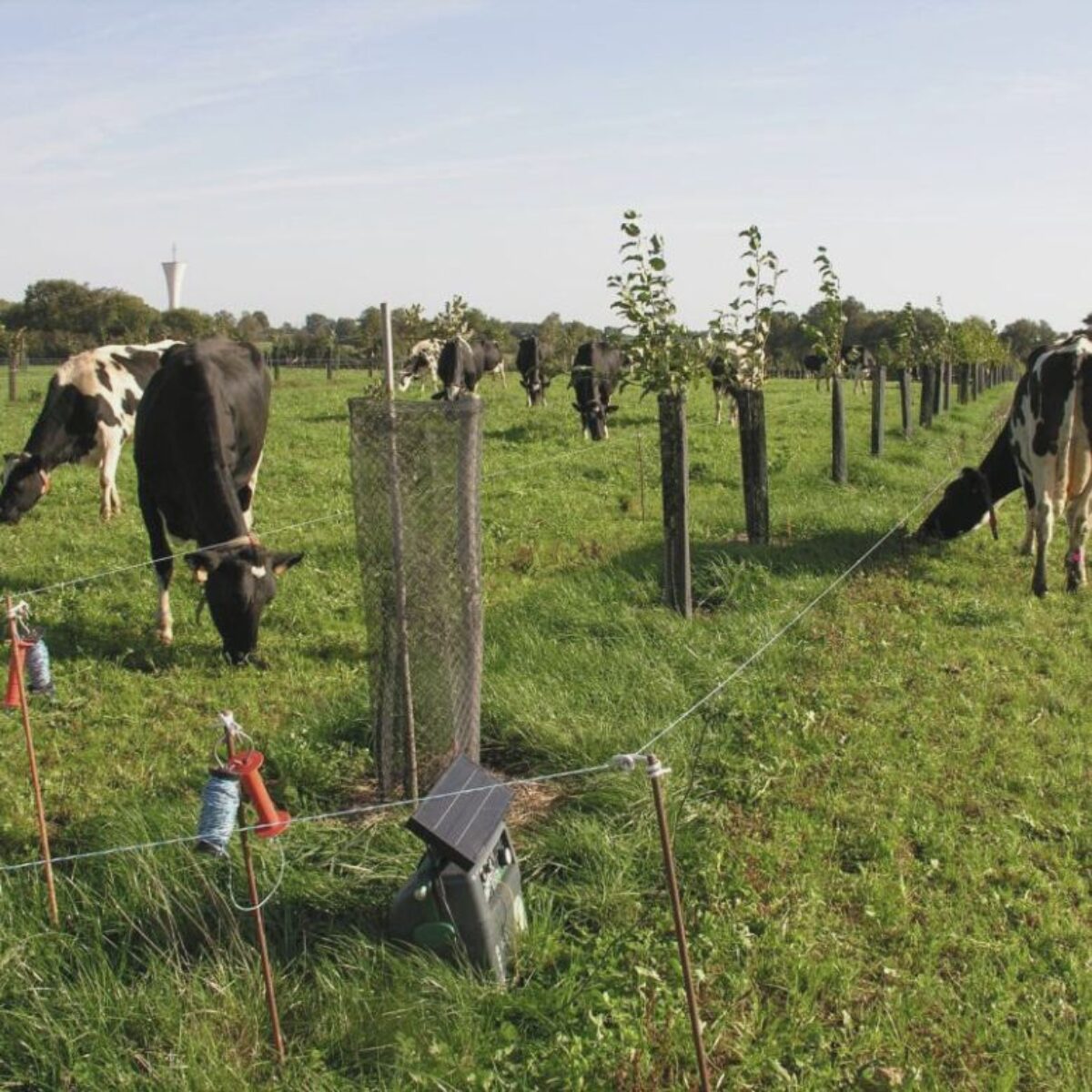 Nos projets - Agroforesterie Association Française