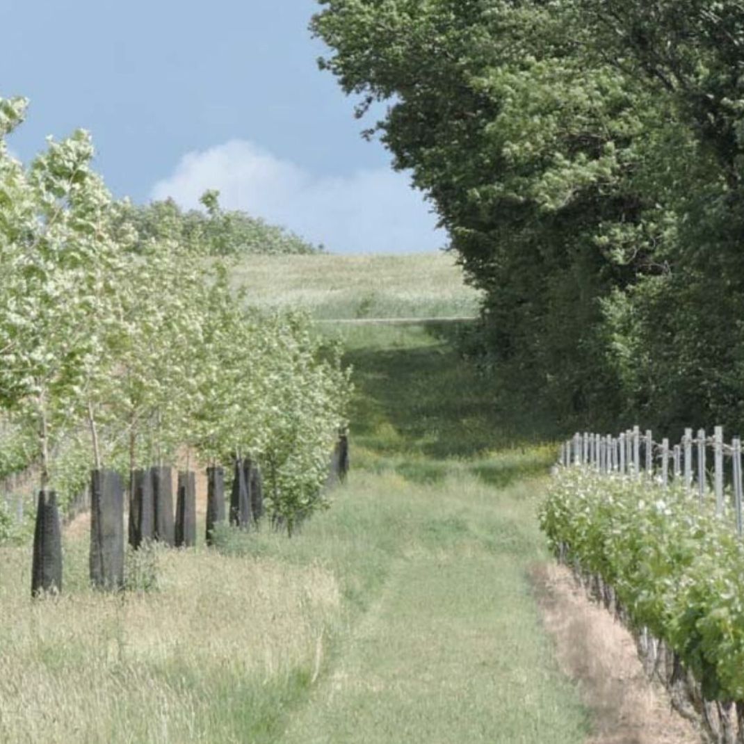 Systèmes agroforestiers - Agroforesterie Association Française