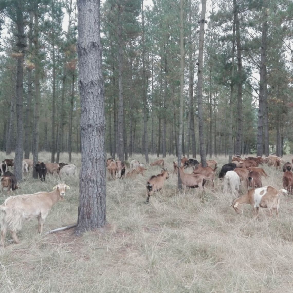 Pour arrêter les feux ? Revenir à la source… - Agroforesterie ...