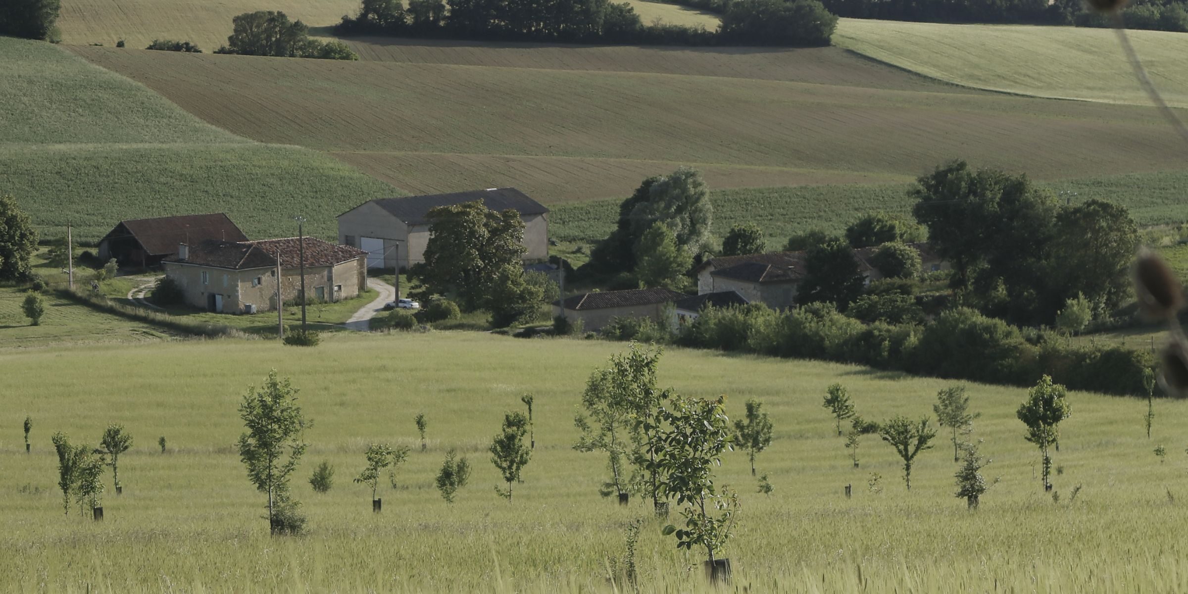 Agroforesterie définition - Association Française d'agroforesterie