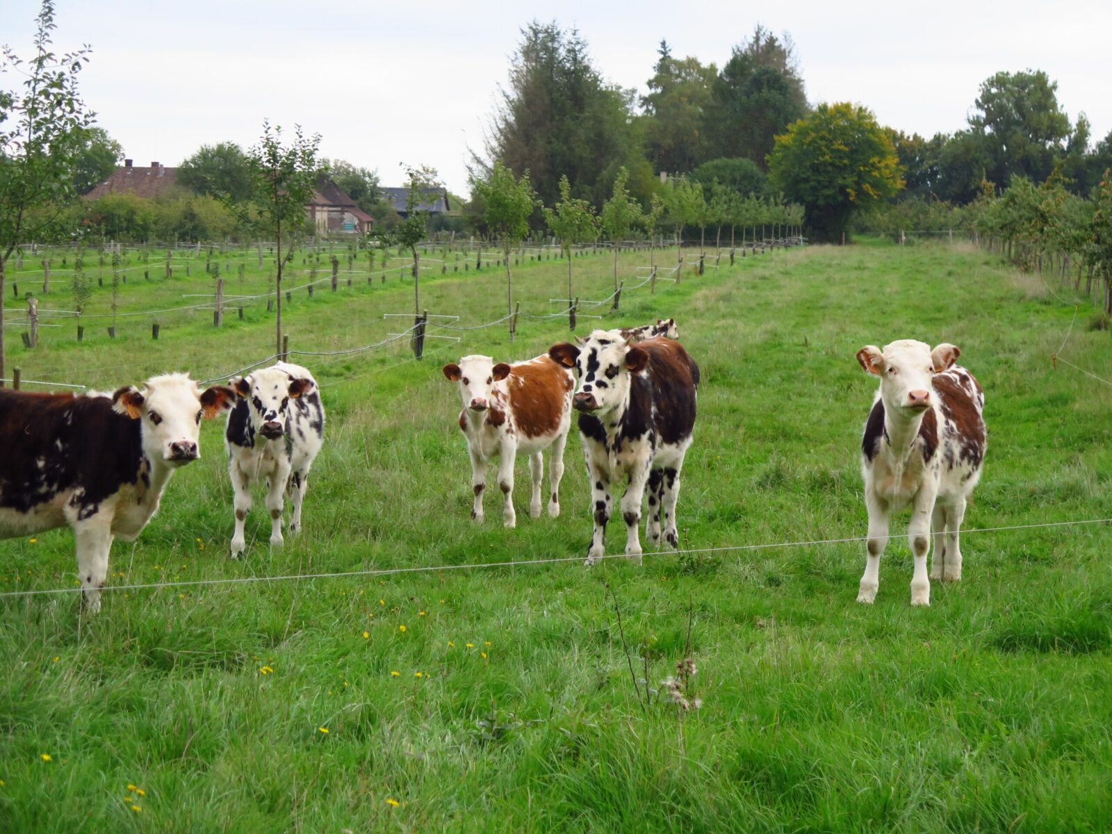 L’Ecole Française d’Agroforesterie est née ! - Agroforesterie ...