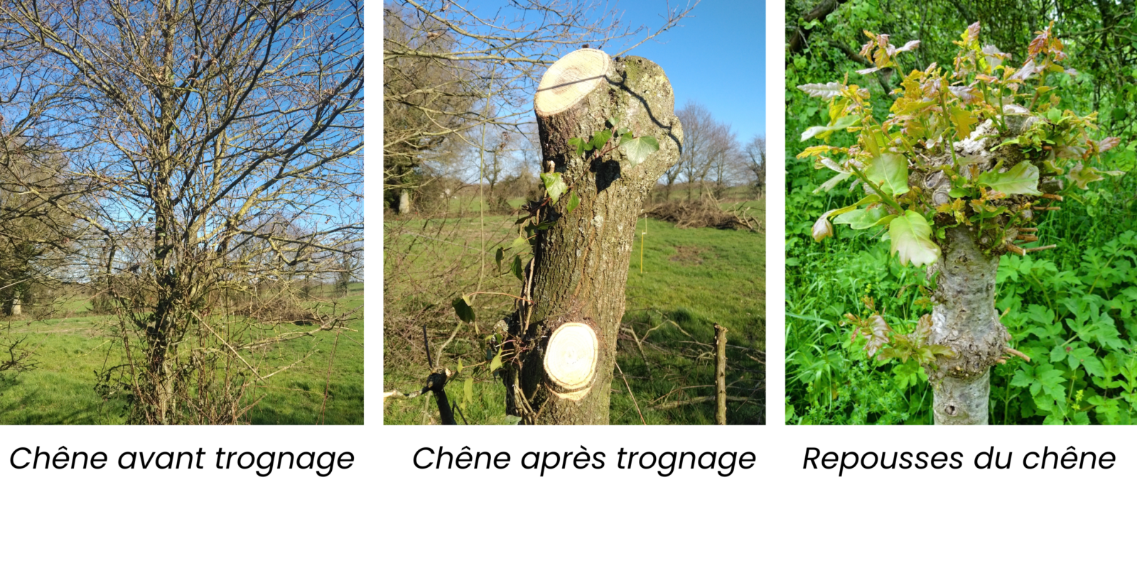 La trogne, arbre paysan aux mille usages - Agroforesterie Association ...