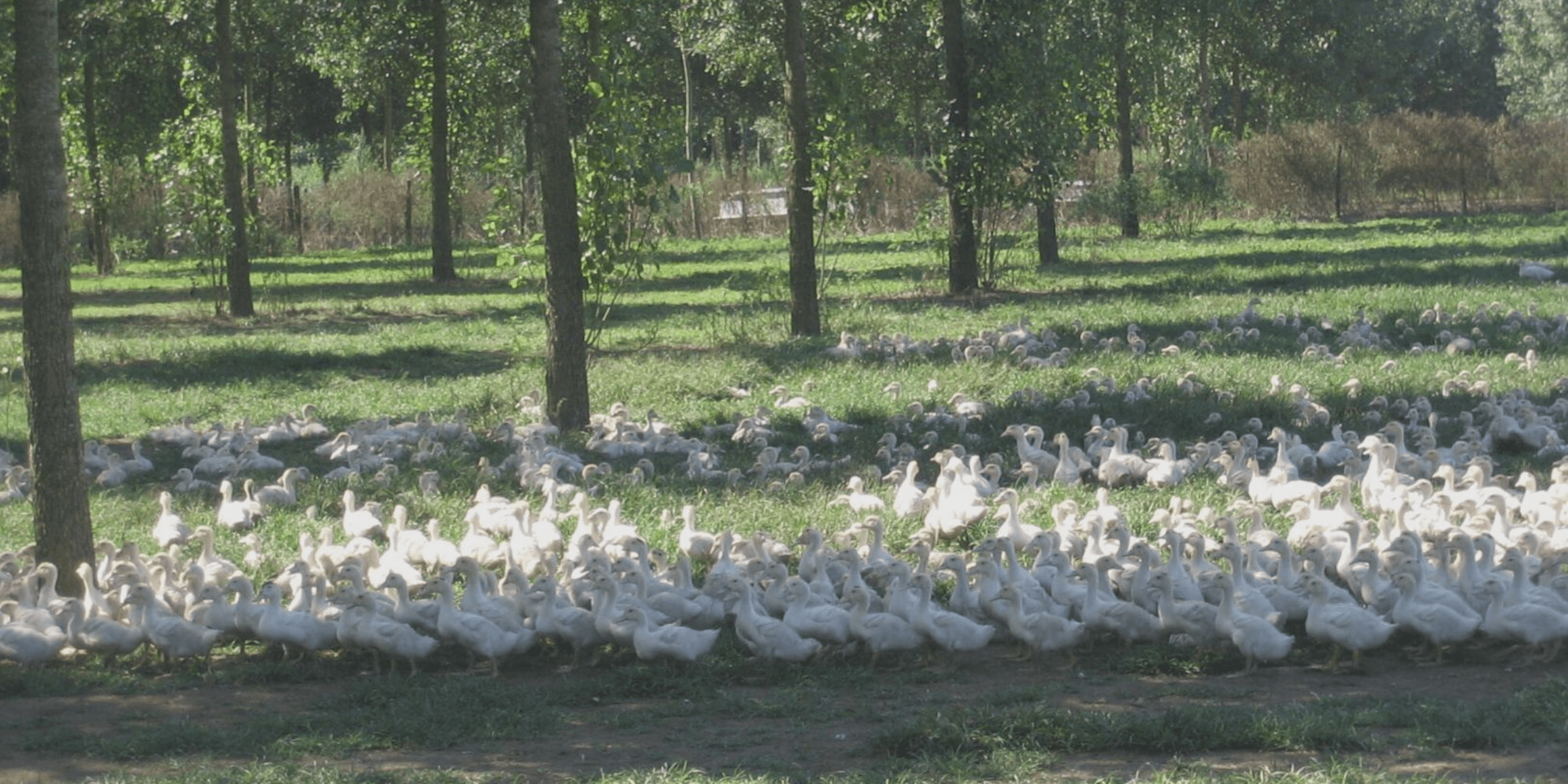 Devance - Agroforesterie Association Française