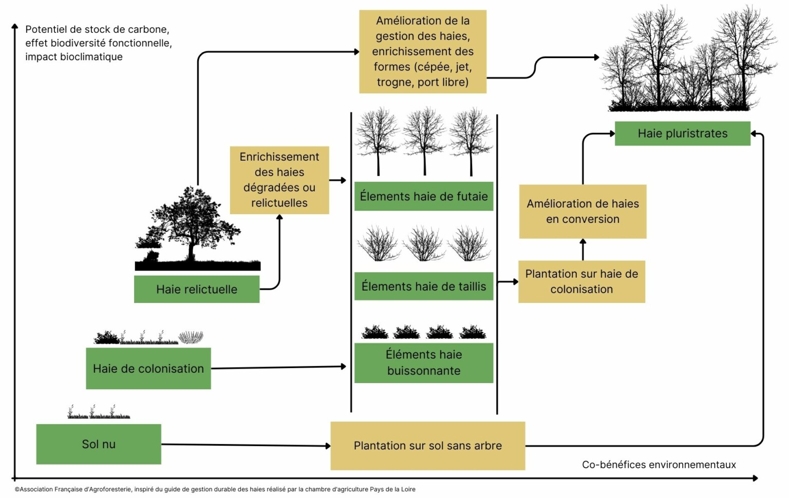 La haie agricole - Agroforesterie Association Française