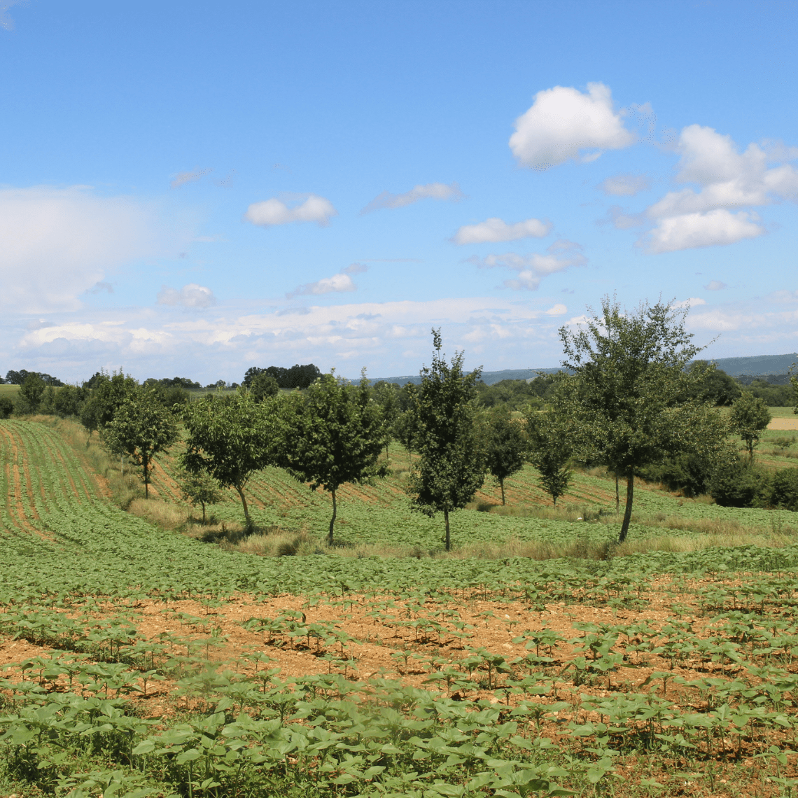 L’agroforesterie en exemples - Agroforesterie Association Française