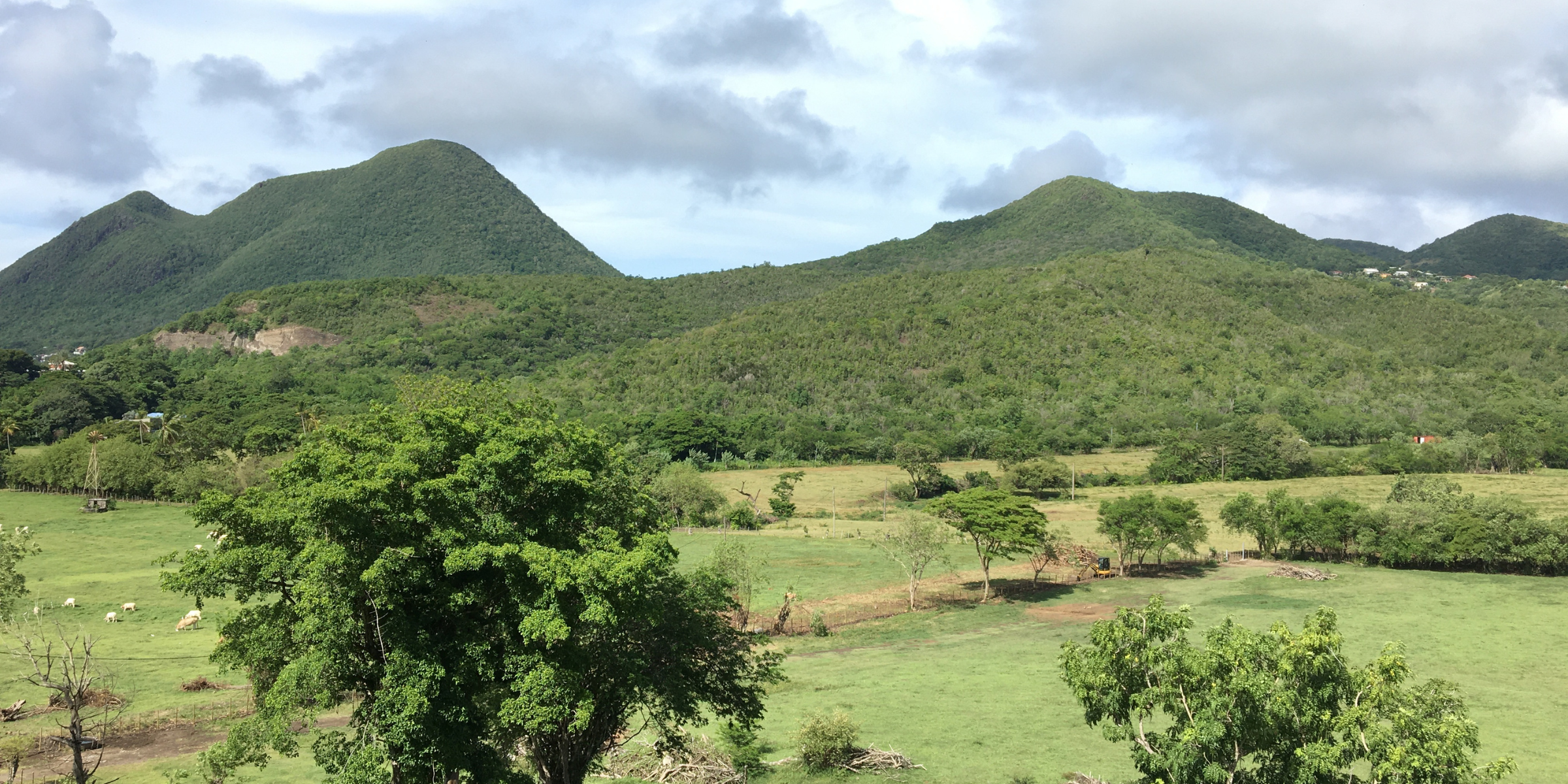 La SCEA Elevage DIZAC - Agroforesterie Association Française